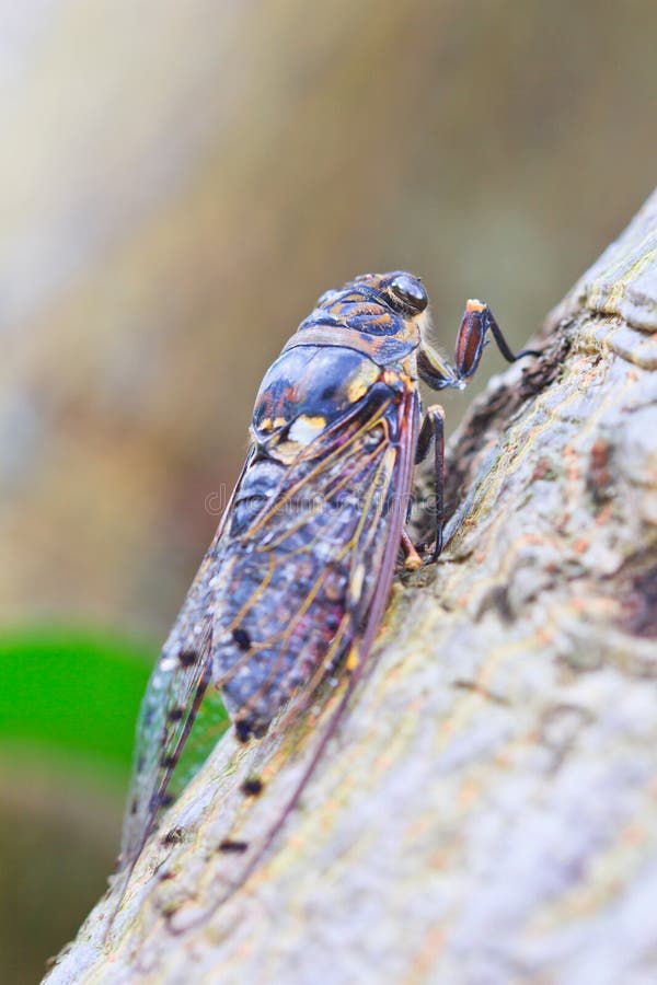 Cicade stock afbeelding. Image of leven, azië, cyclus - 36436067