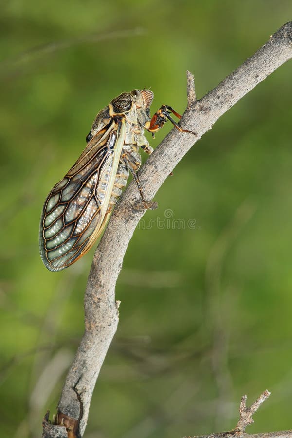 Cicade stock afbeelding. Image of naughty, nave, insecten - 41926463