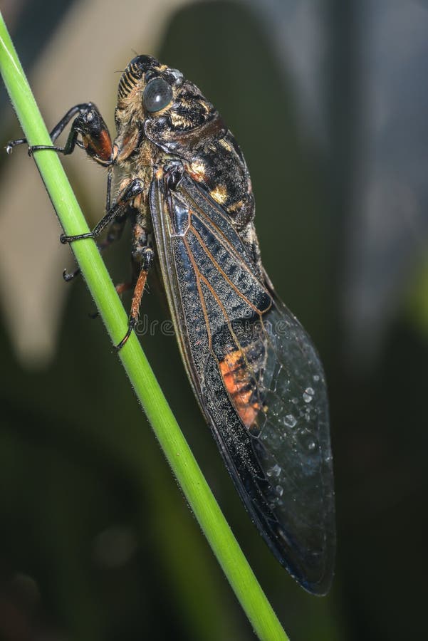 Cicade (Hemiptera: Cicadidae) Op Blad. Stock Afbeelding - Image of ...