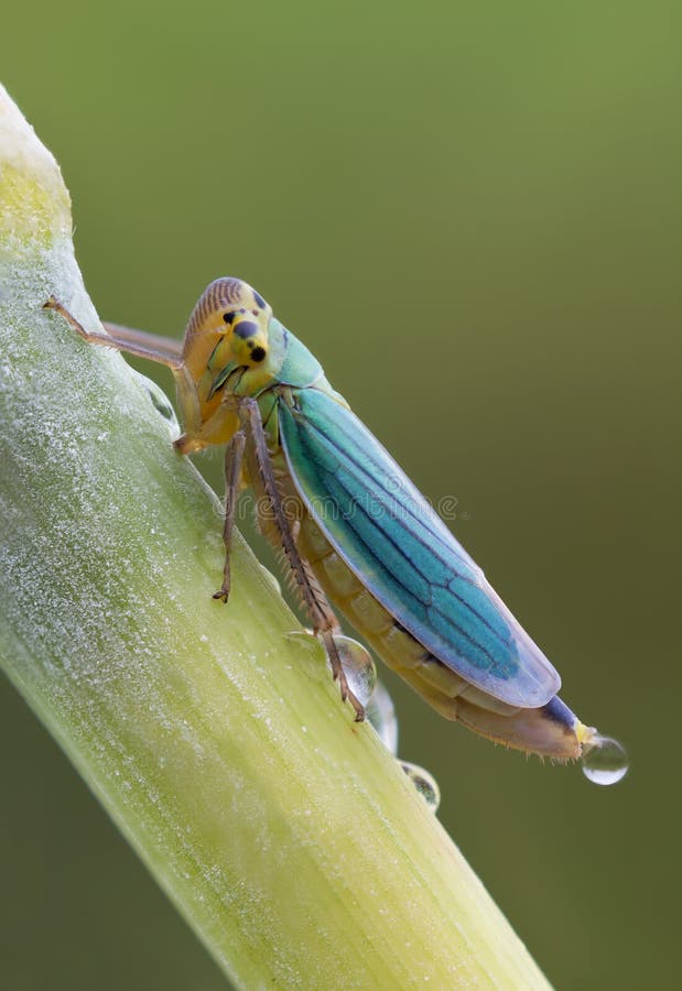 Cicadella viridis stock photo. Image of insect, nature - 61476008