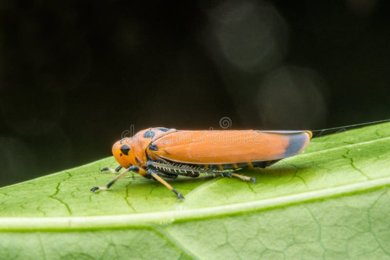 Cicadellidae - Leafhopper Close-up Stock Foto - Image of alleen ...