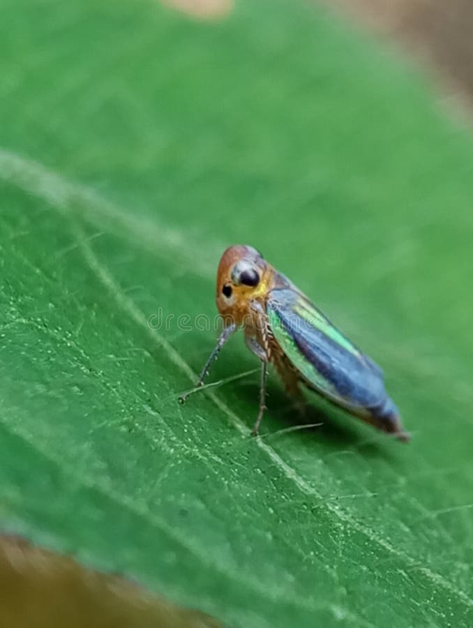 Cicadellinae is a Blue Leafhopper Type Insect Stock Photo - Image of ...