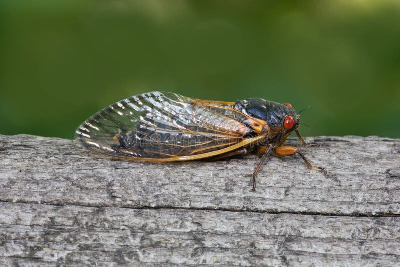 Het Volledige Lichaam Van De Cicade Stock Foto - Afbeelding bestaande ...