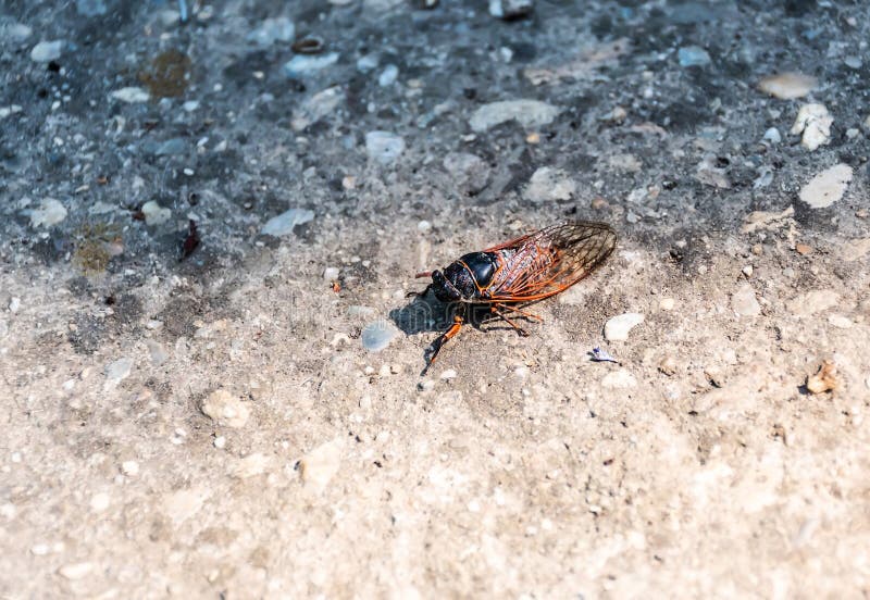 Cicadidae stock image. Image of brown, black, singing - 297977937