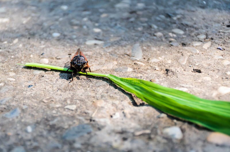 Cicadidae stock image. Image of live, head, beautiful - 297977929