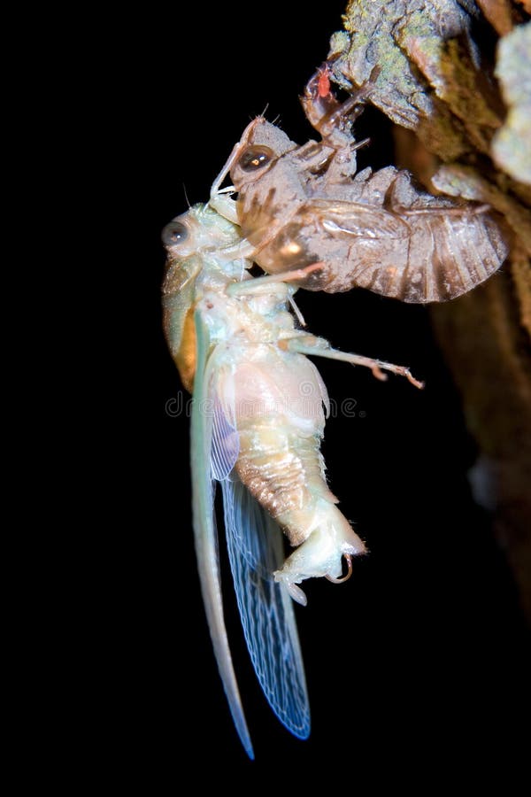 Cicala fotografia stock. Immagine di ciclo, verde, particolare - 1235112