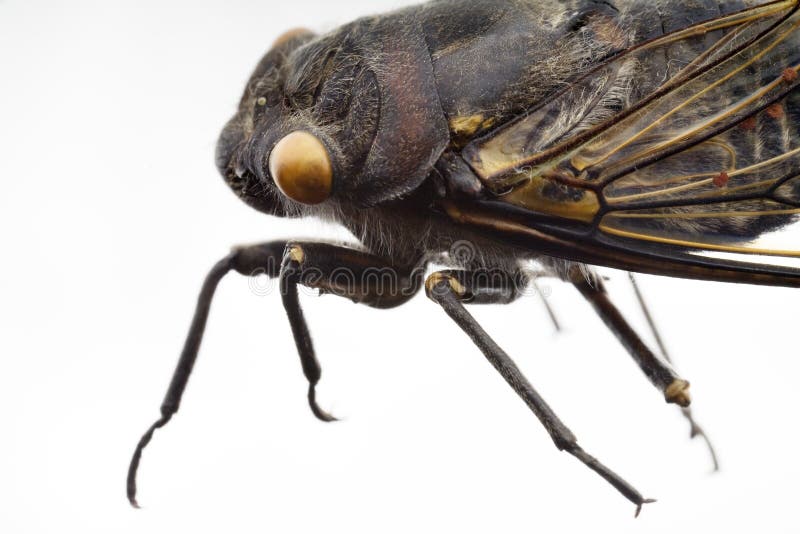 Cicala fotografia stock. Immagine di cicala, nave, scientifico - 14903642