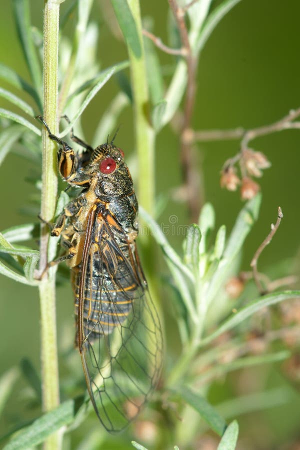 Cicala fotografia stock. Immagine di animali, macro, nero - 25218902