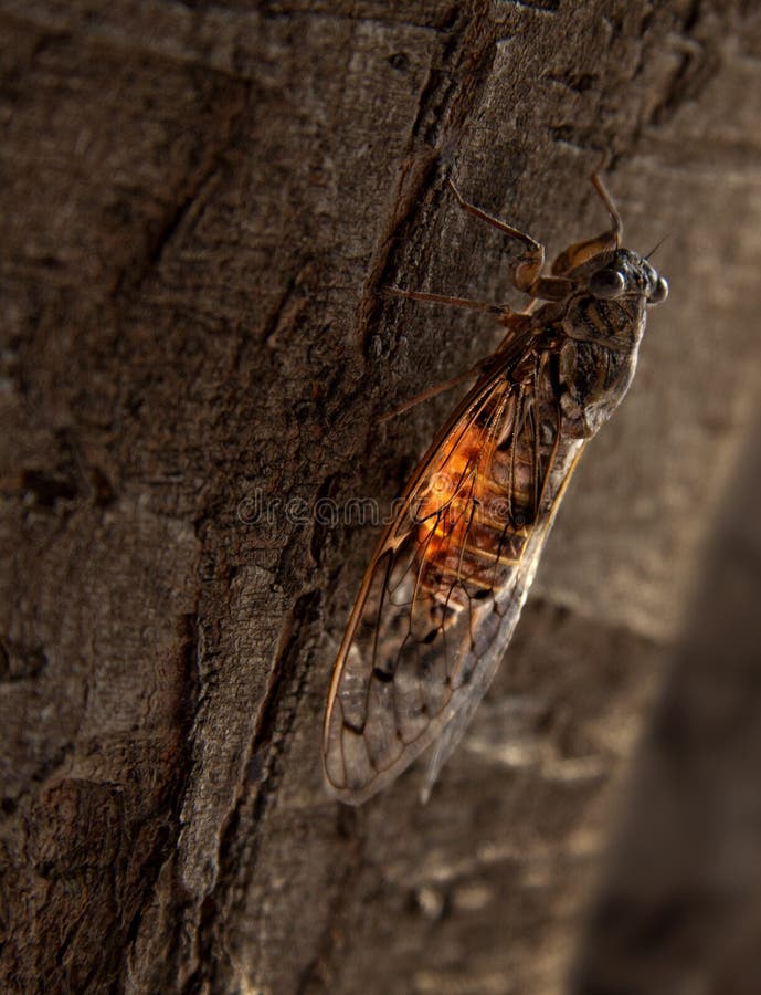 Cicala immagine stock. Immagine di corteccia, diafano - 26219909