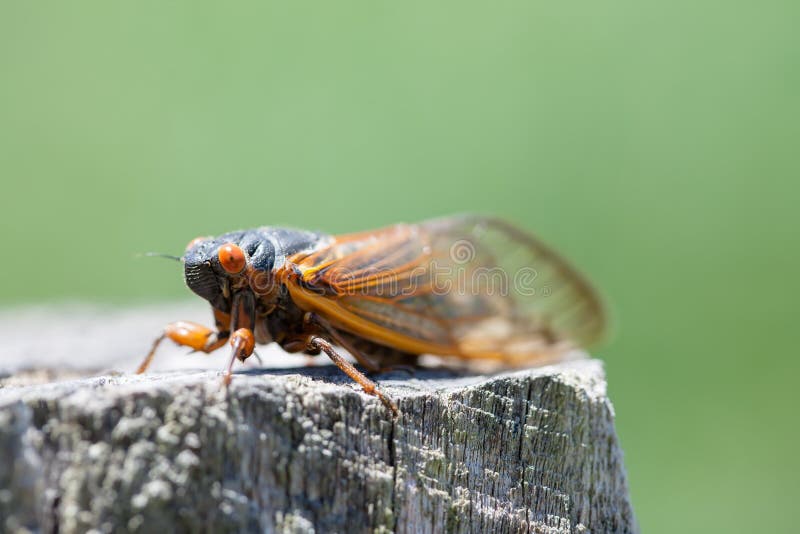 Cicala fotografia stock. Immagine di profondità, insetto - 32408128
