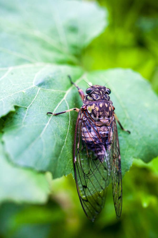 Un insetto, una cicala fotografia stock. Immagine di occhio - 29912446