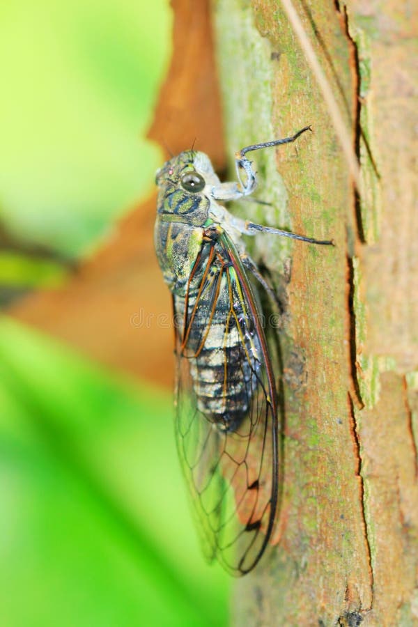 Cicala fotografia stock. Immagine di insetto, pianta - 75456640