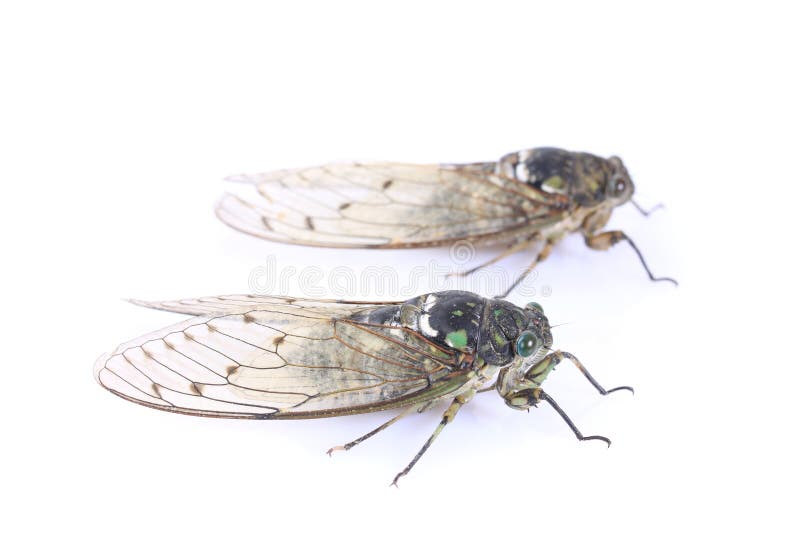 Esoscheletro Dell'insetto Della Cicala Fotografia Stock - Immagine di ...