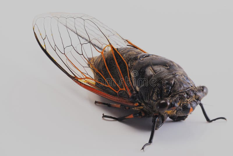 Cicala immagine stock. Immagine di asiatico, arancione - 94923323