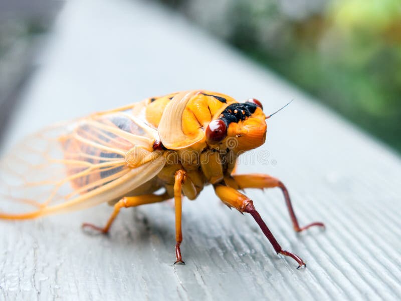 Cicala Periodica (Magicicada Cassini) Fotografia Stock - Immagine di ...