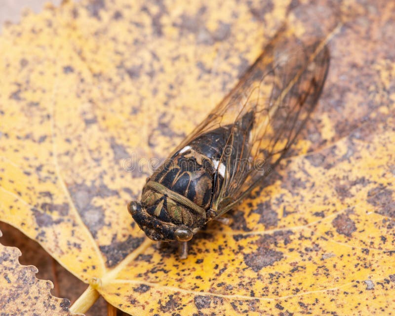 La Crisalide Della Cicala Cicadoidea E Della Cicala Dell'insetto ...
