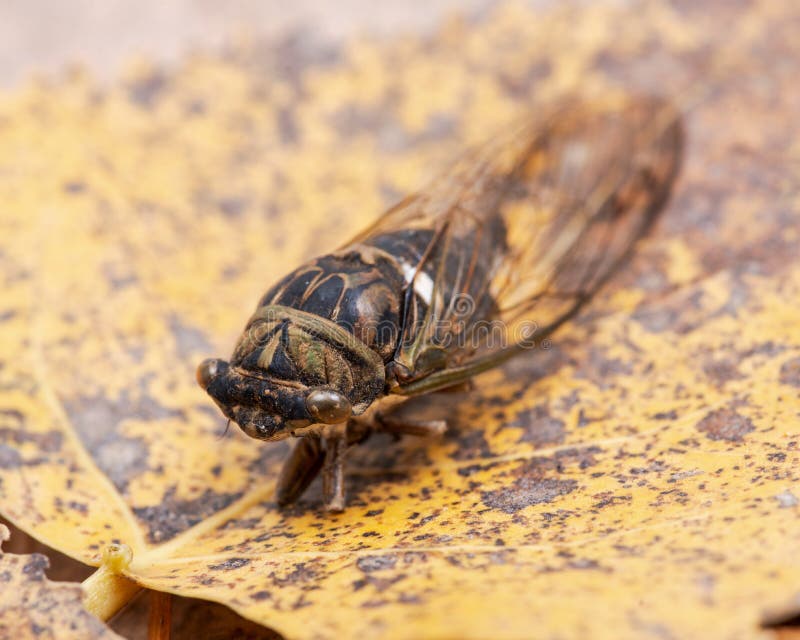 La Crisalide Della Cicala Cicadoidea E Della Cicala Dell'insetto ...