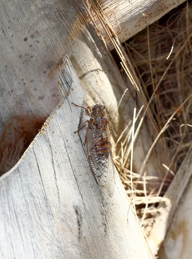Cicala greca fotografia stock. Immagine di albero, macro - 25944016