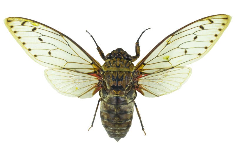 Cicala Isolata Su Sfondo Bianco Fotografia Stock - Immagine di scienza ...
