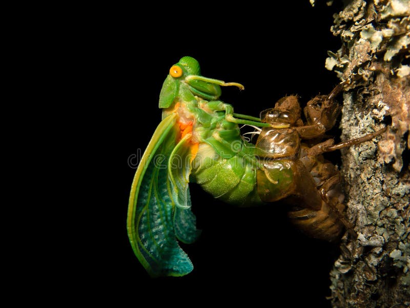 Cicala in muta immagine stock. Immagine di molare, sfondo - 93174029