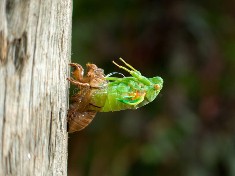 Cicala in muta fotografia stock. Immagine di tronco, formatura - 93379874