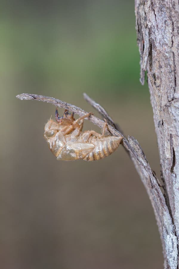 Cicale fotografia stock. Immagine di giorno, nave, pennpennsylvania ...