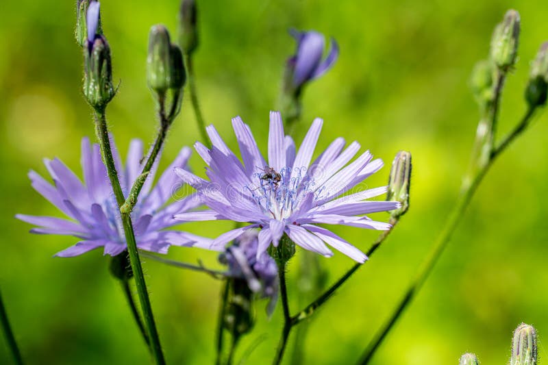 Cicerbita Alpina Alpine Blue-sow-thistle with Curly Stamen.. Stock ...
