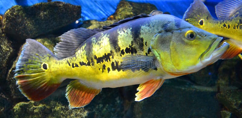 Cichla grouper fish stock photo. Image of life, predator - 36380264