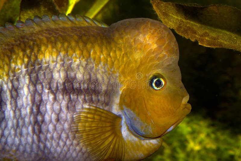 Cichlasoma stock image. Image of rica, scales, cichlid - 10389429