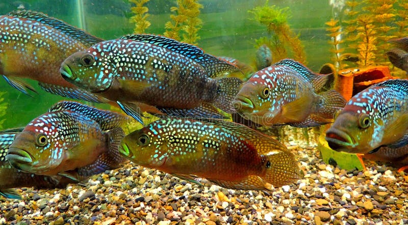 Cichlasoma Biocellatum stock photo. Image of oceanic - 86580146