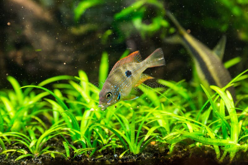 Cichlasoma-ellioti, Thorichthys-ellioti Breitling Stockbild - Bild von ...