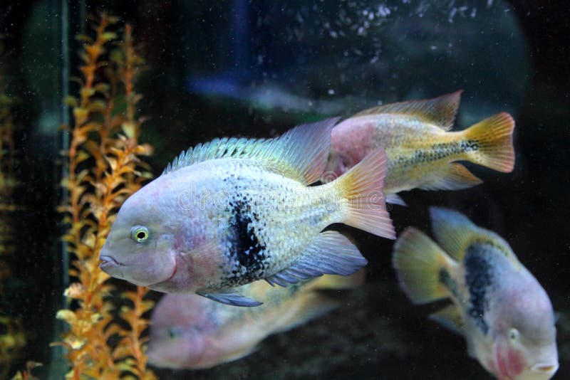 Cichlasoma fish, cichlid stock image. Image of aquatic - 59185293
