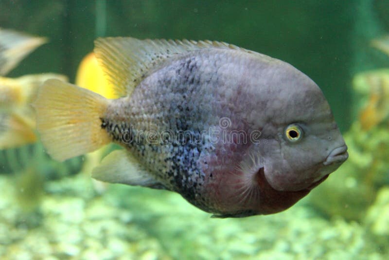 Cichlasoma salvini fish stock photo. Image of marine - 58973800