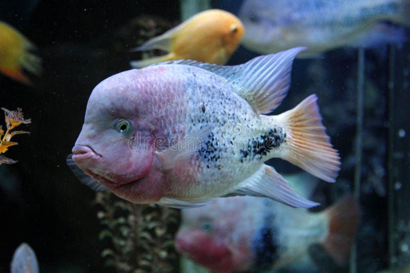 Cichlasoma salvini fish stock image. Image of blue, deep - 59184893