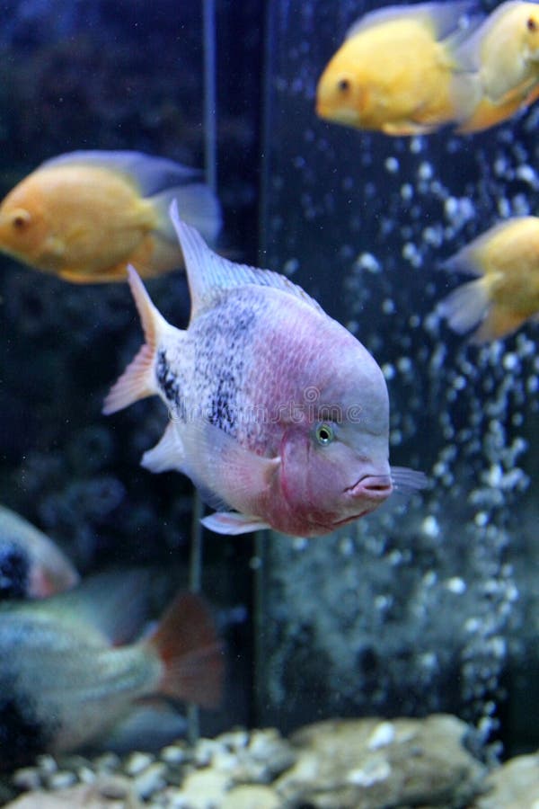 Cichlasoma salvini fish stock photo. Image of exotic - 59185208