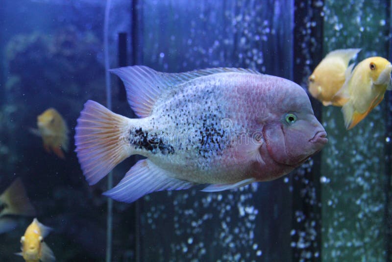 Cichlasoma salvini fish stock image. Image of blue, deep - 59184893