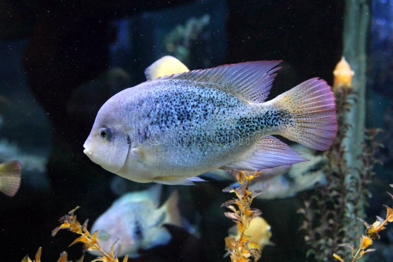 Cichlasoma salvini stock photo. Image of beautiful, bright - 58974724