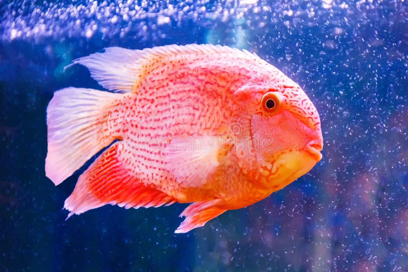 Cichlasoma Severum in Aquarium Stock Image - Image of horizontal, fish ...