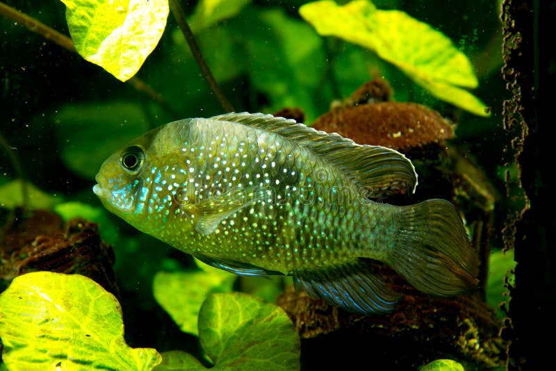 Red Spotted Turquoise Severum Stock Photo - Image of sevrum, river ...