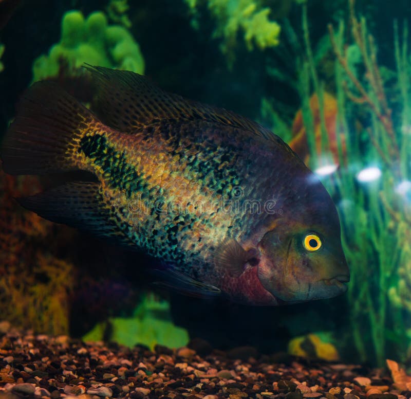 Big Cichlids. Cichlid Cichlasoma Synspilum in Aquarium Stock Photo ...