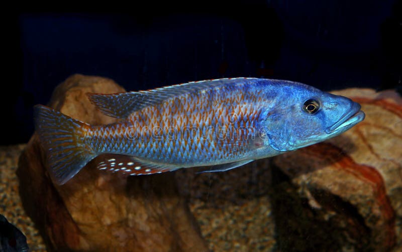 Poissons du Malawi photo stock. Image du poissons, malawi - 2127456