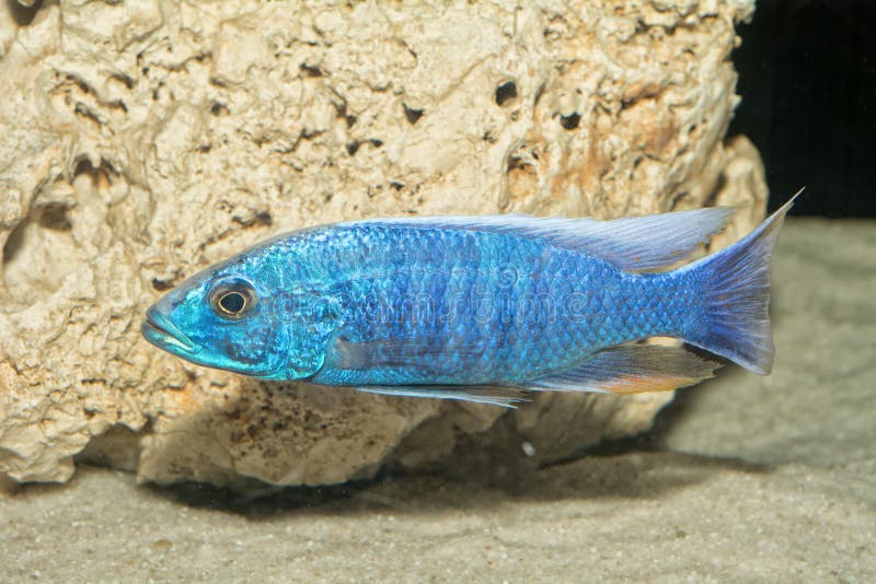 Cichlid fish in a aquarium stock photo. Image of beauty - 71145296