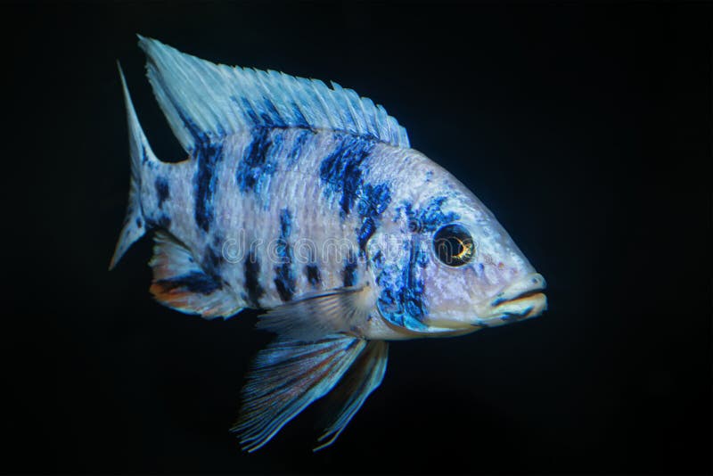 Male Ob Peacock Cichlid Stock Photos - Free & Royalty-Free Stock Photos ...