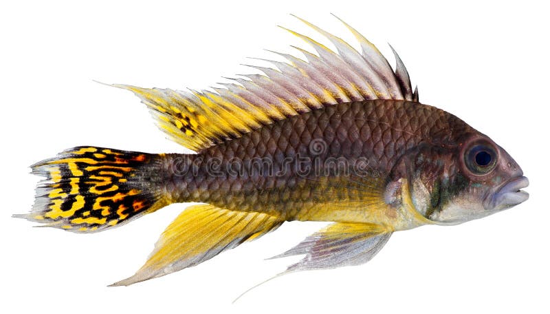 Kakadu Cichlid Apistogramma Cacatuoides Akwarium Kar?owata Ryba Obraz ...