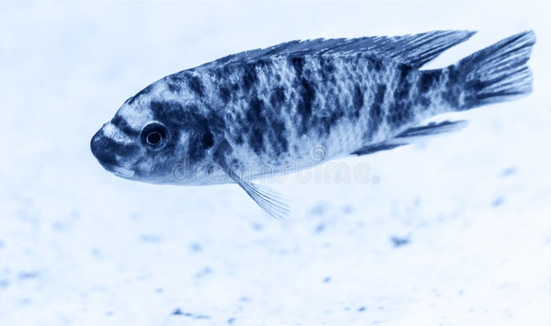 Cichlid stock image. Image of wildlife, parrot, aquatic - 84208683