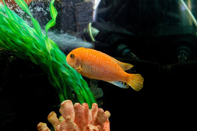 Cichlid Red Pseudotrophyus Zebra Fish in an Aquarium Stock Photo ...