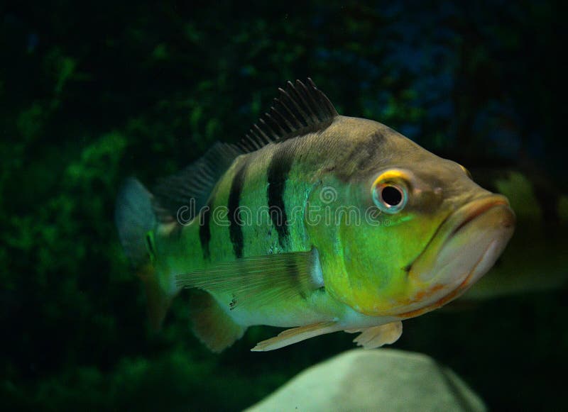 Cichlidae del pavone immagine stock. Immagine di lago - 53746803