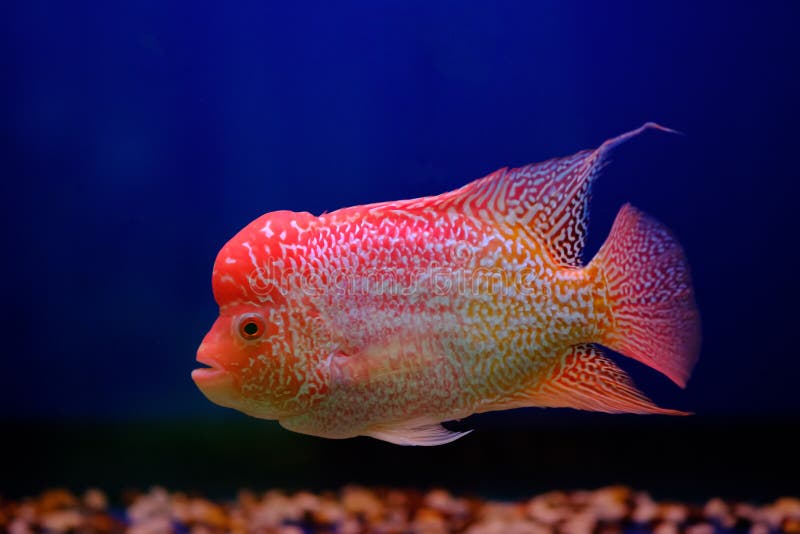 Cichlids Fish in the Aquarium Stock Image - Image of fresh, exotic ...