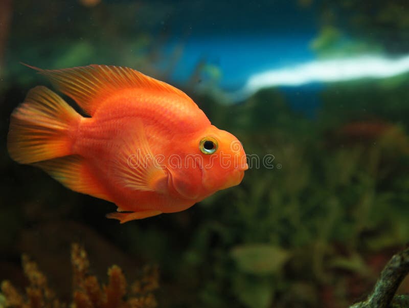 Pyszczaki, ryby papugowe obraz stock. Obraz złożonej z zakończenie ...