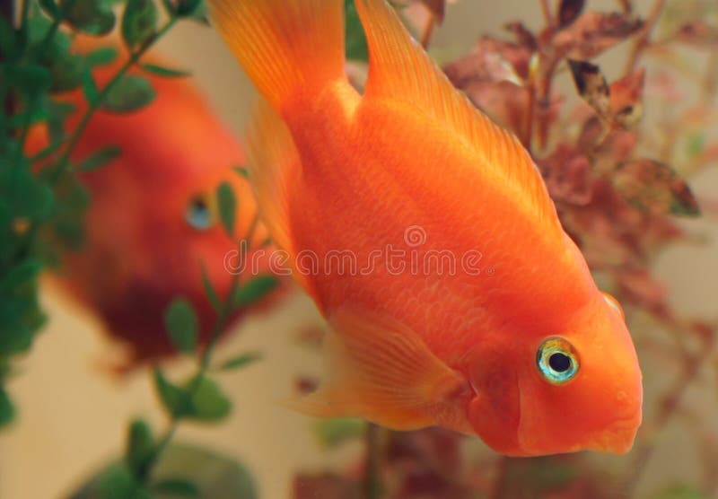 Pyszczaki, ryby papugowe obraz stock. Obraz złożonej z morze - 28191317